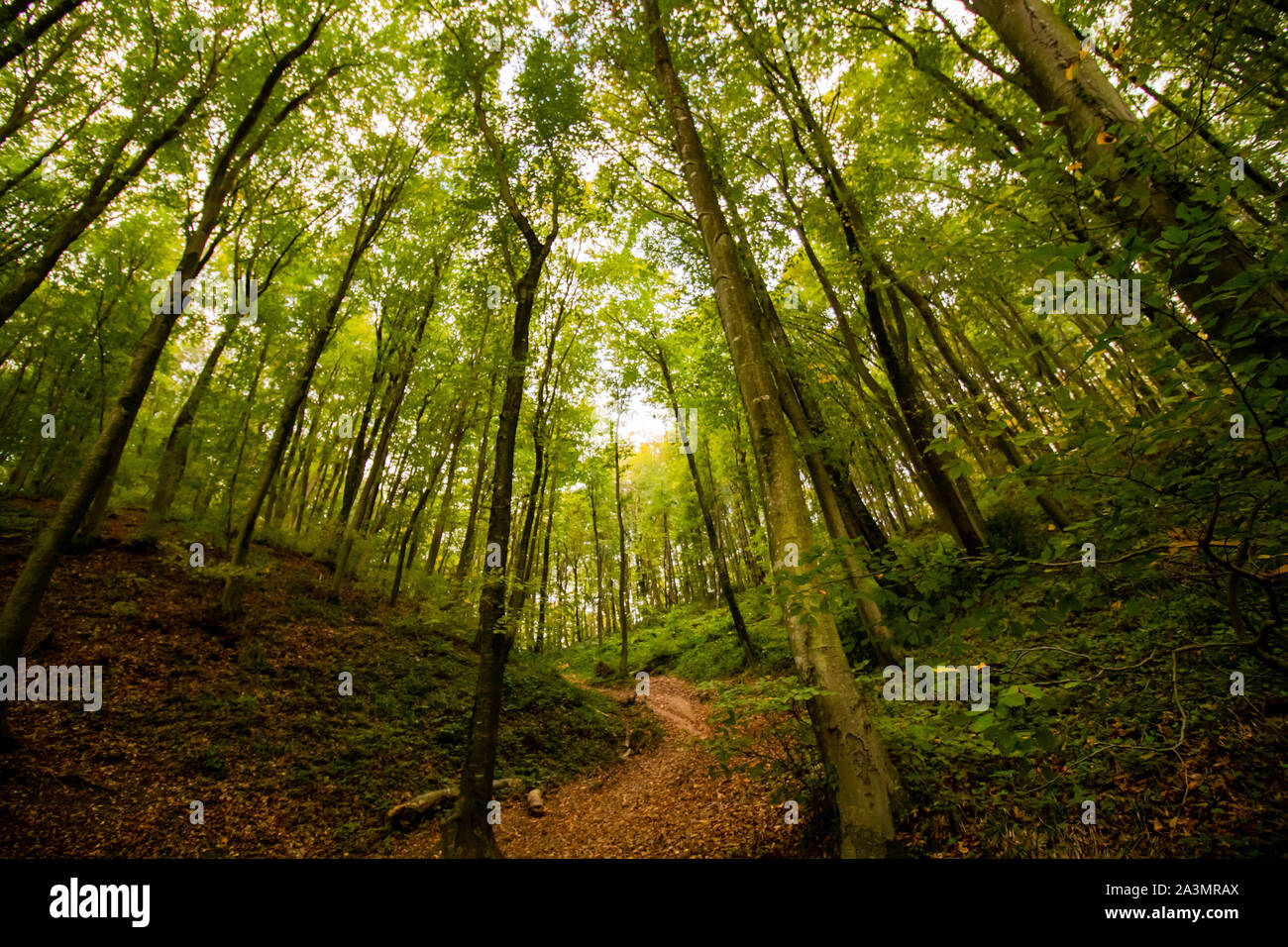 Forest scene from below at autumn Stock Photo - Alamy