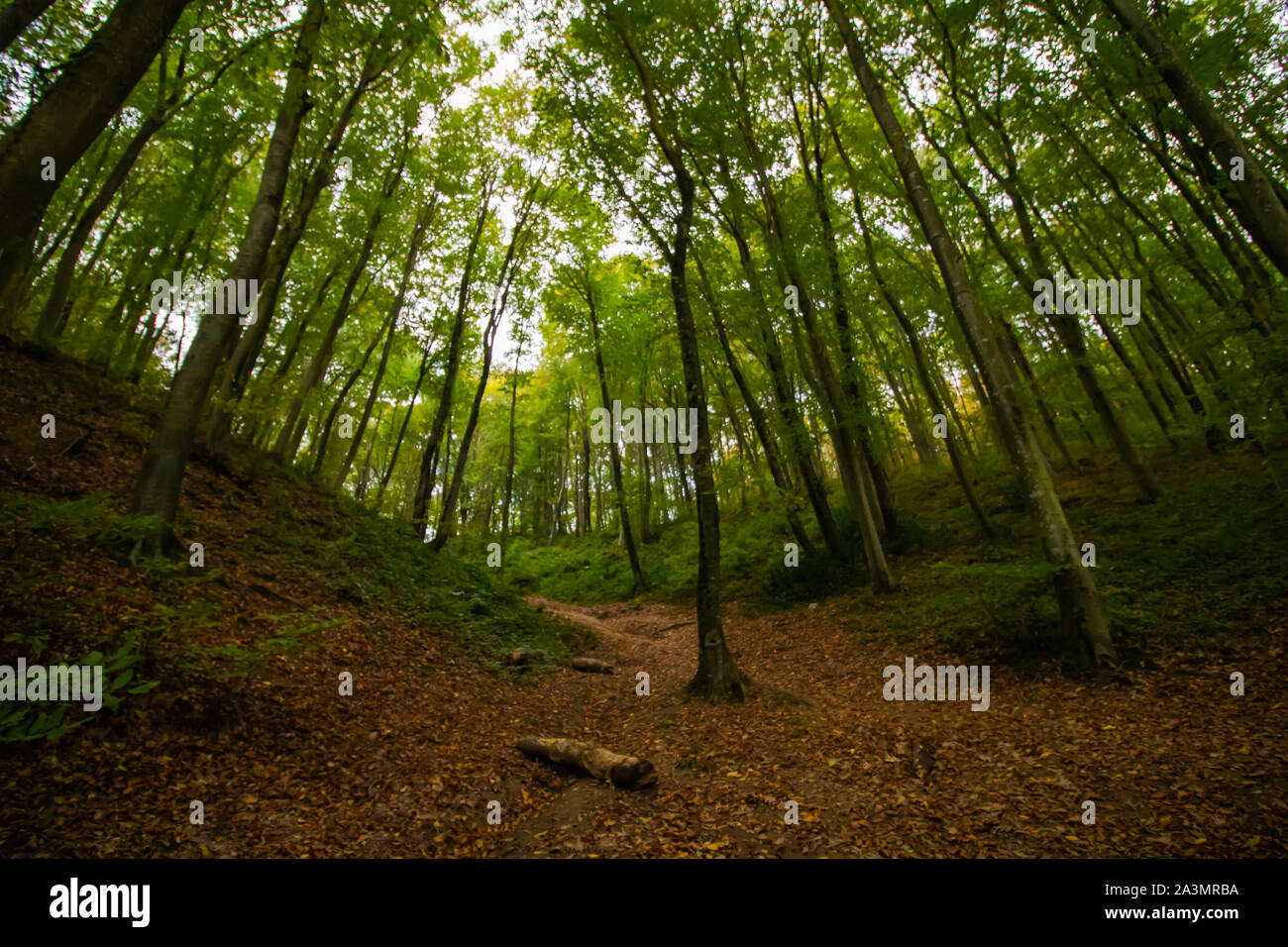 Forest scene from below at autumn Stock Photo - Alamy