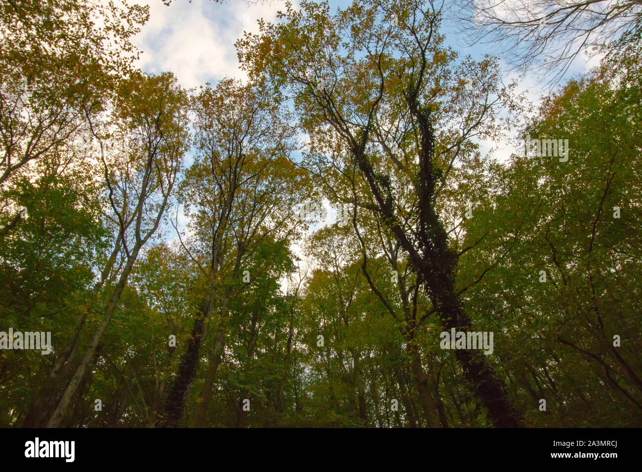 Autumn trees from below Stock Photo - Alamy