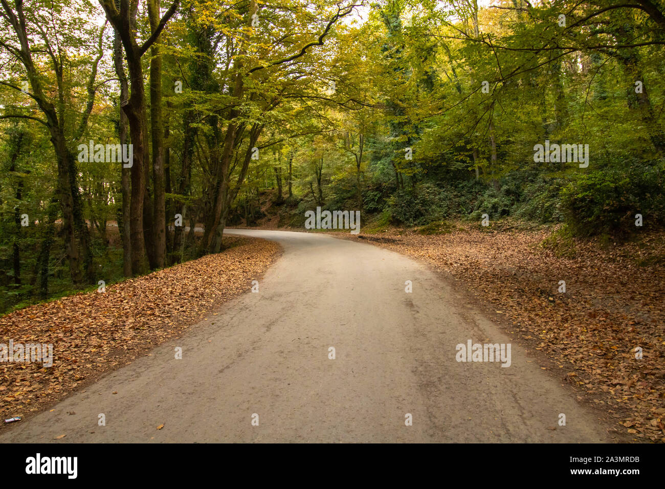 Road in the forest at autumn in Istanbul Stock Photo - Alamy