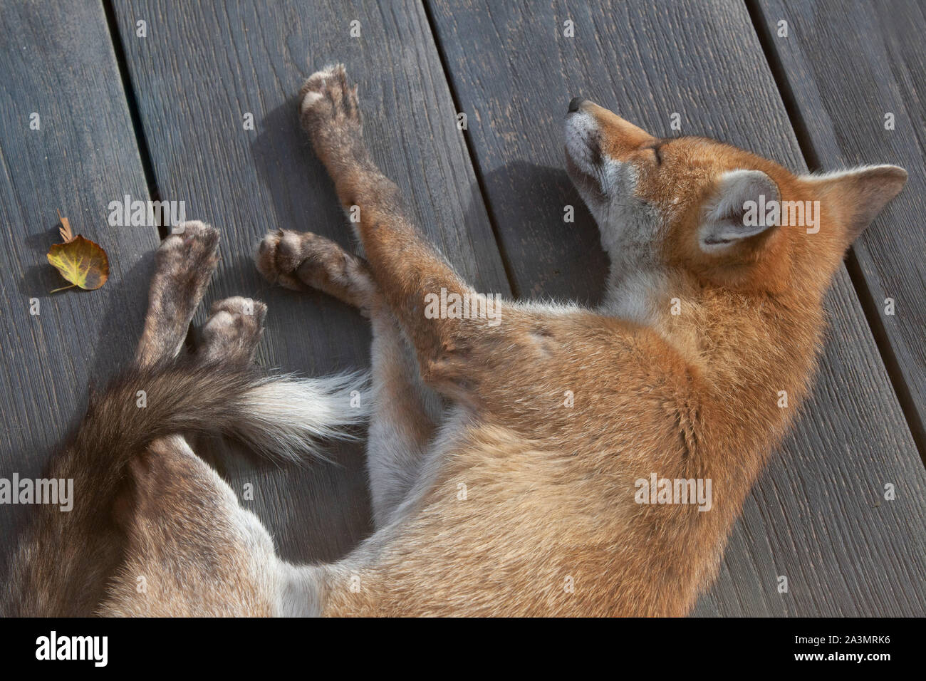 Suburban Fox High Resolution Stock Photography and Images - Alamy