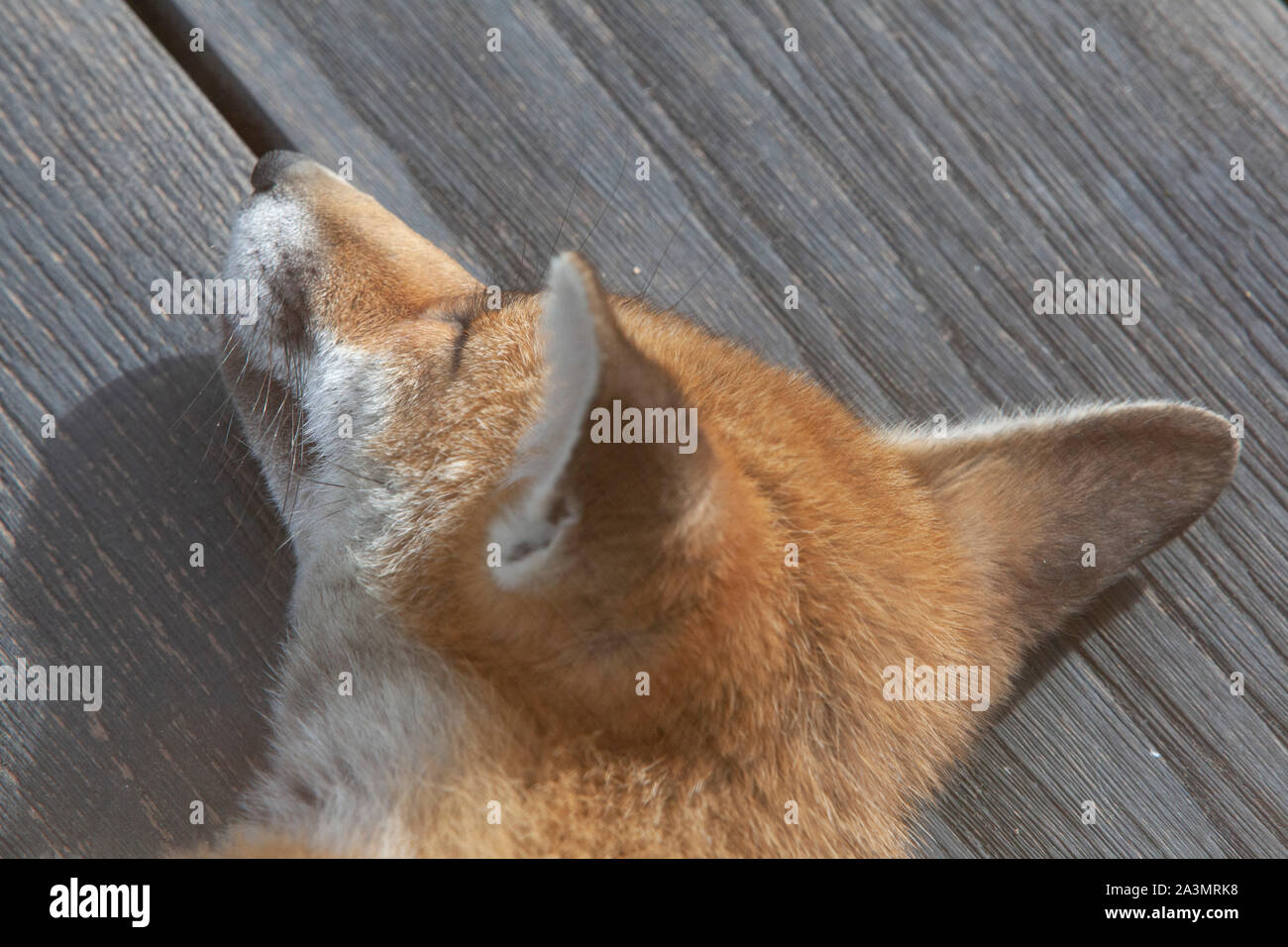 Suburban Fox High Resolution Stock Photography and Images - Alamy