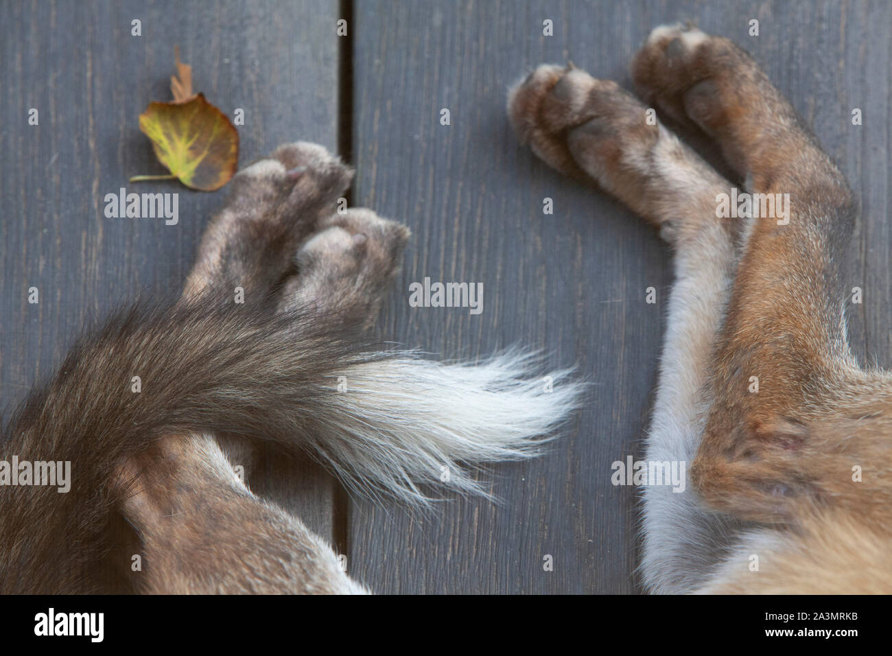 The tail and paws of a young adult fox, about 7 months old, as it ...