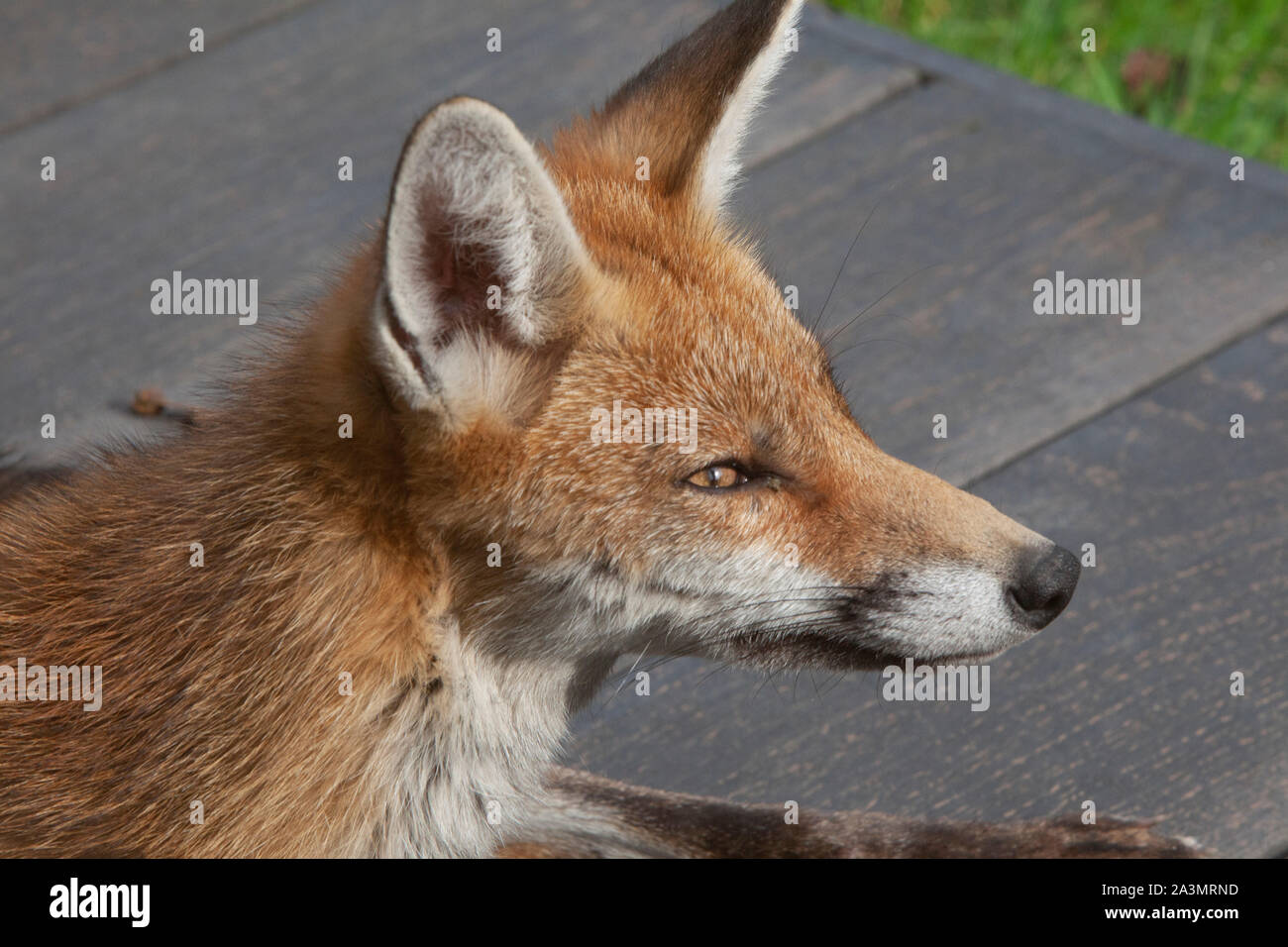 A young adult fox, about 7 months old, relaxes on wooden decking in a ...
