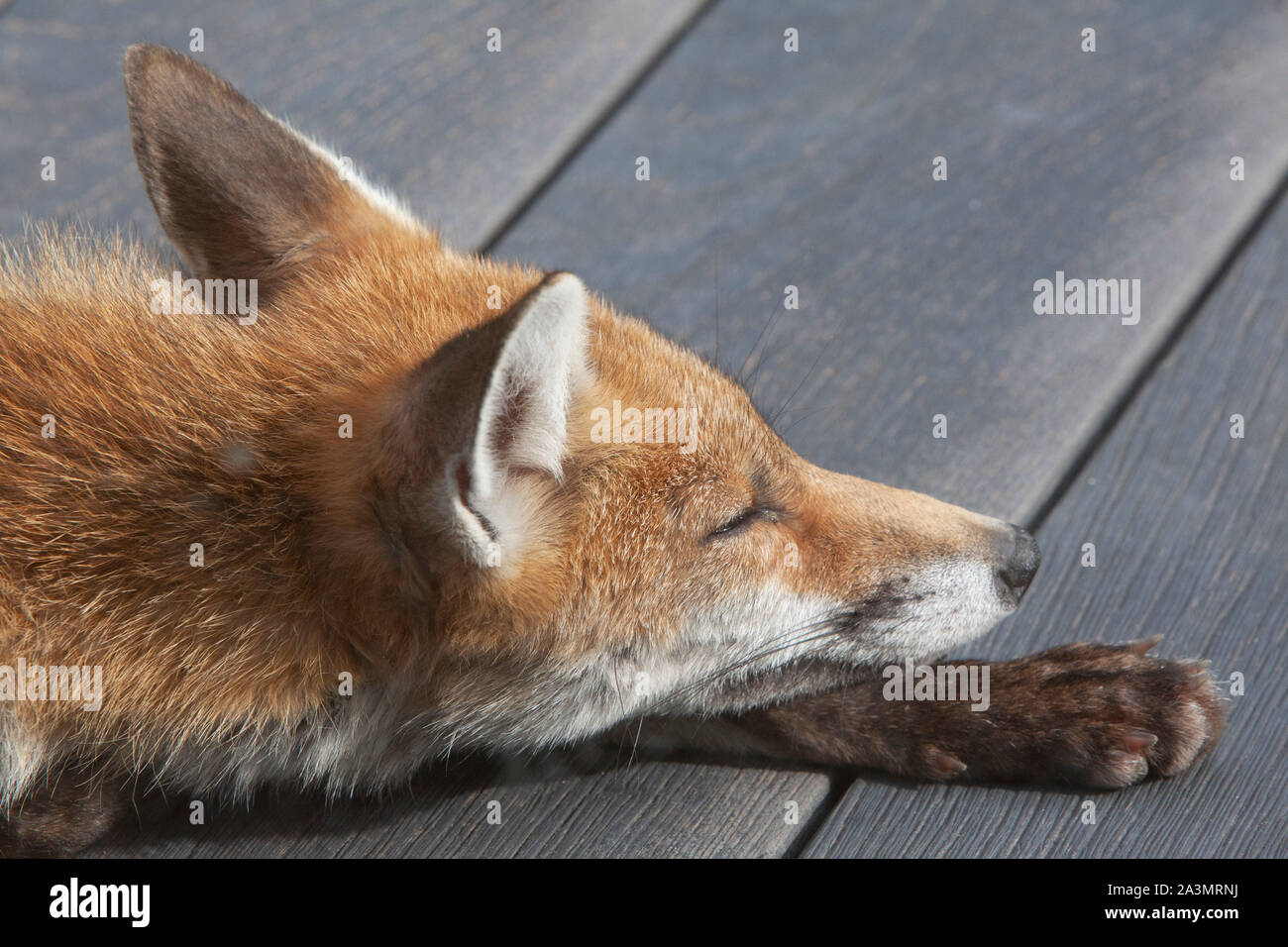A young adult fox, about 7 months old, snoozes with its chin on one paw ...
