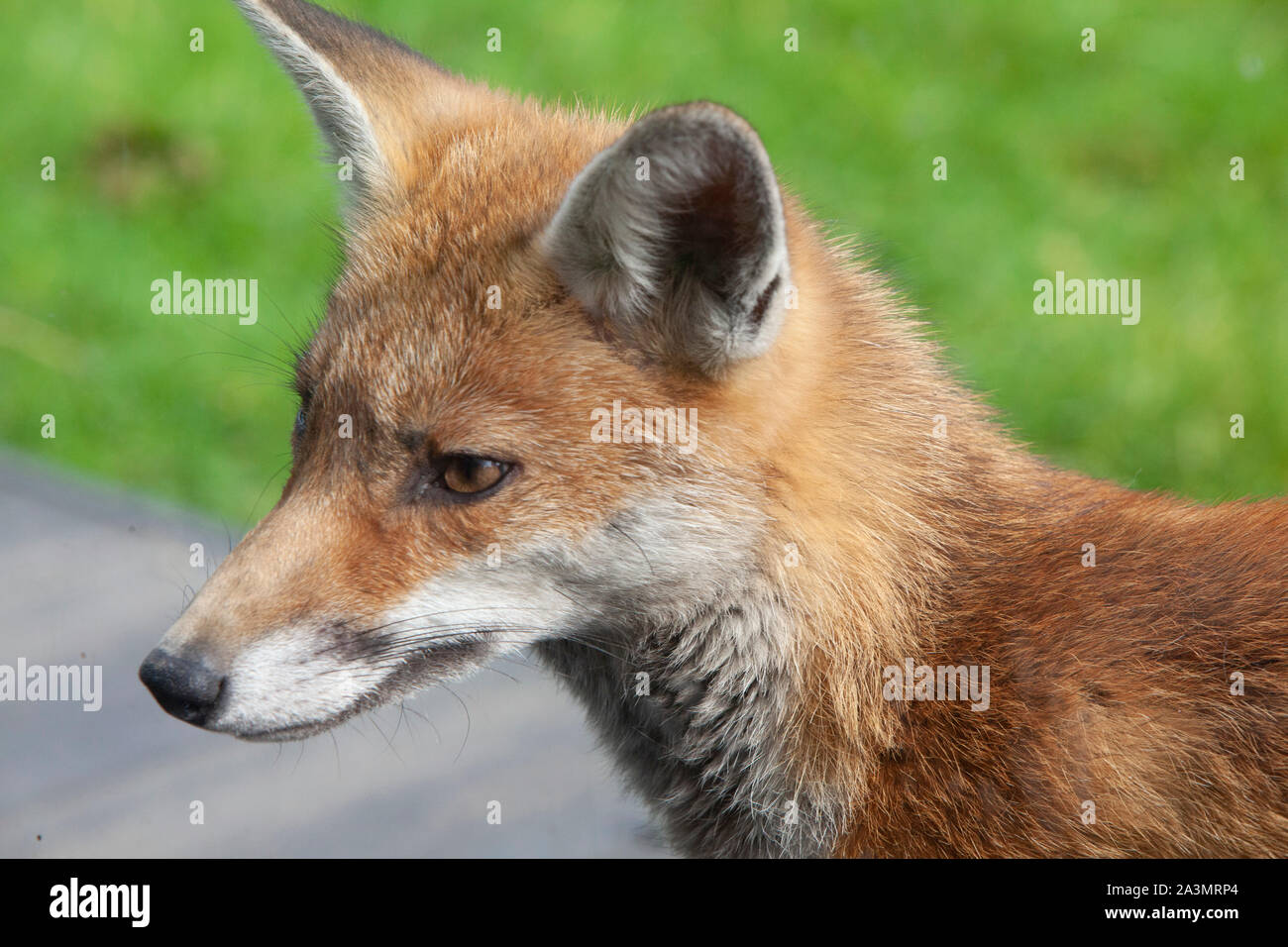 A young adult fox, about 7 months old, on wooden decking in a suburban ...