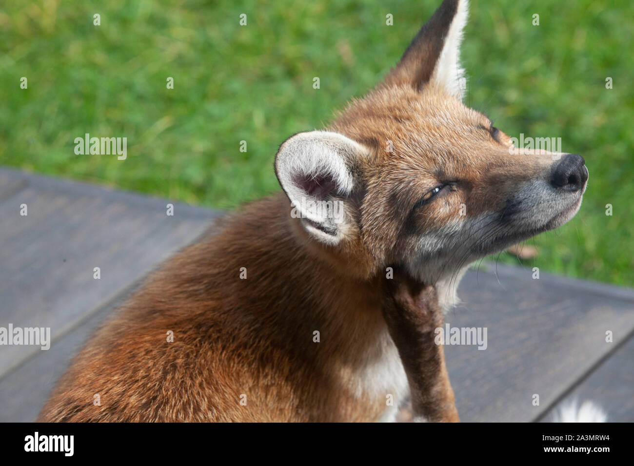 A young adult fox, about 7 months old, scratches an itch with its hind ...