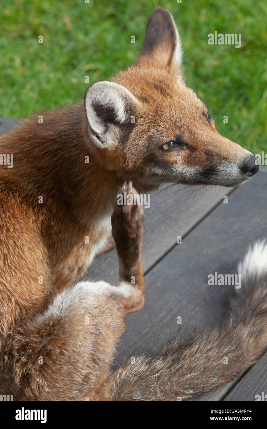A young adult fox, about 7 months old, scratches an itch with its hind ...