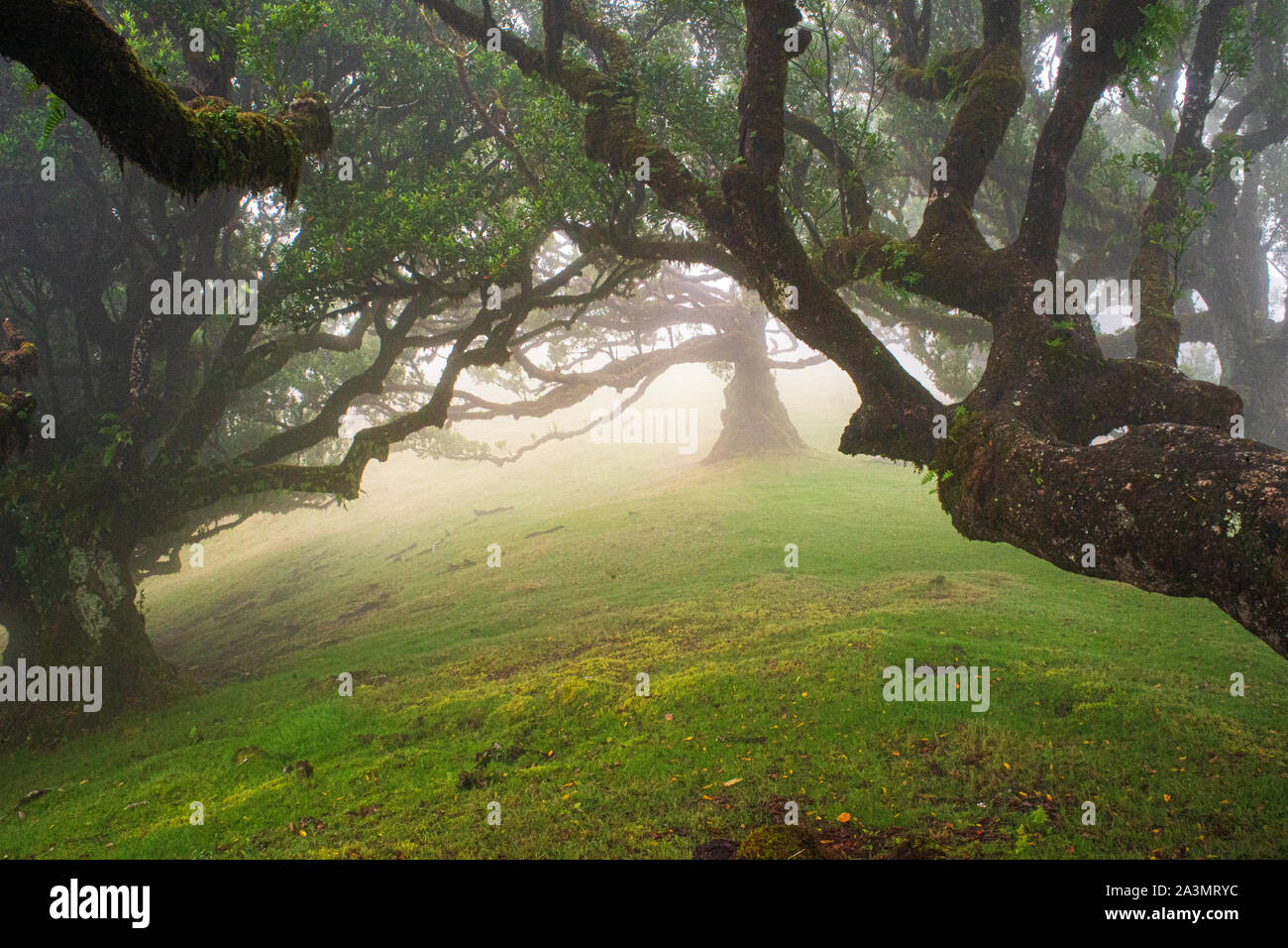 Laurissilva jurassic forest Madeira Island Portugal in the fall Stock ...