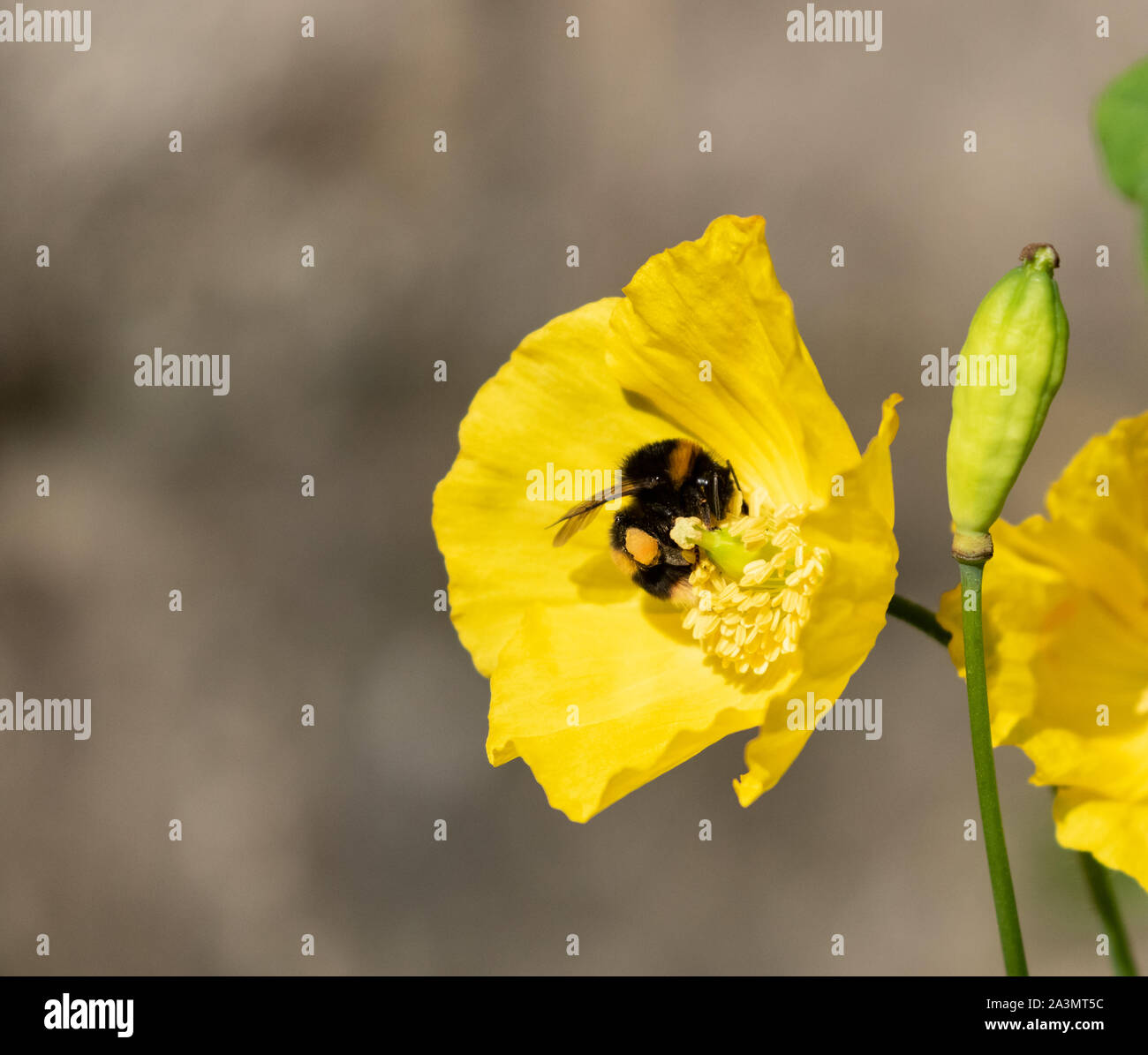 Buff tailed bumblebee in a welsh poppy. A large pollen sac is visible ...