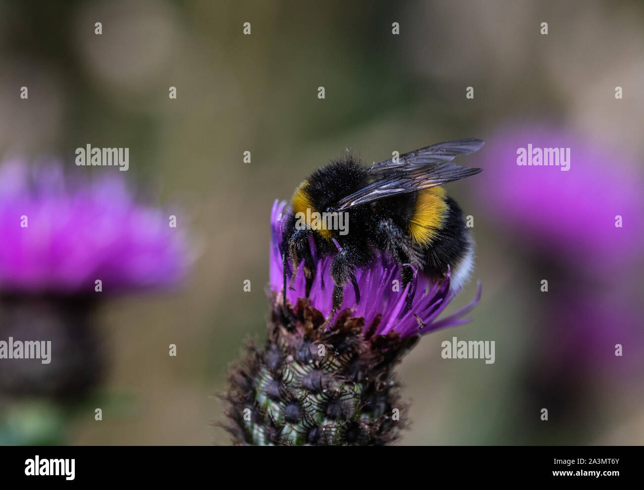 A white-tailed bumblebee on a Knapweed flower Stock Photo - Alamy