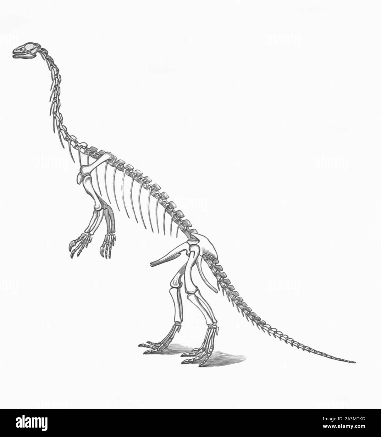 vintage illustration of an extinct animal Stock Photo - Alamy