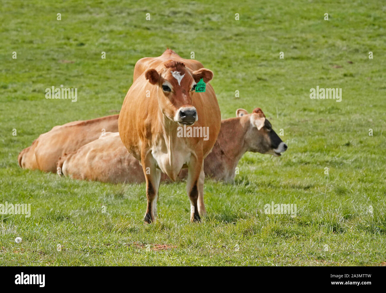 A herd of Jersey milk cows grazes in a green pasture in a rural setting ...