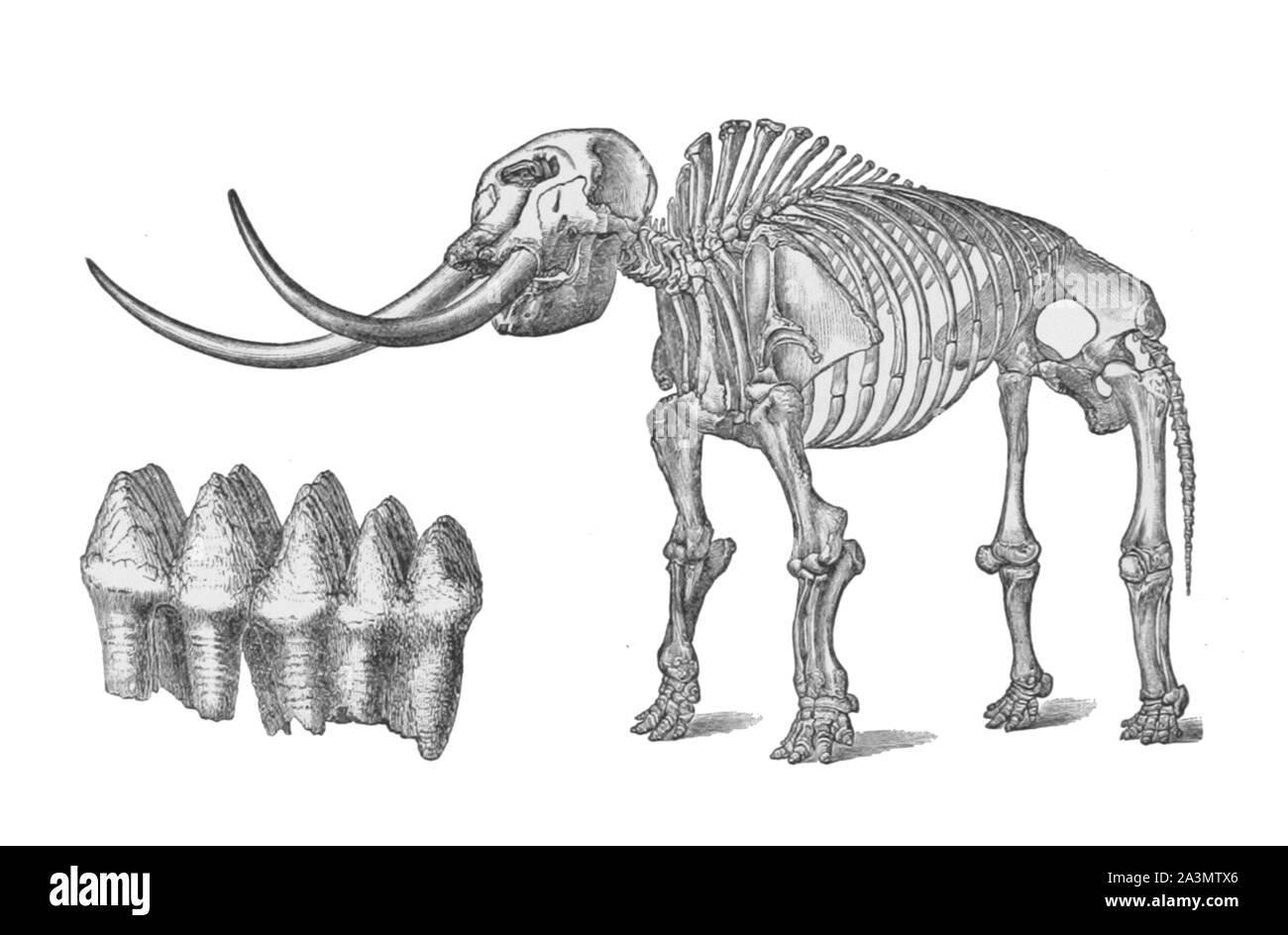 vintage illustration of an extinct animal Stock Photo - Alamy