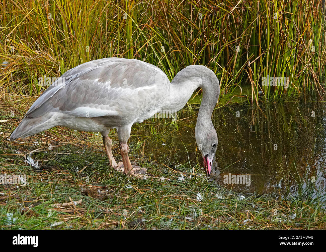 Buddy swan hi-res stock photography and images - Alamy