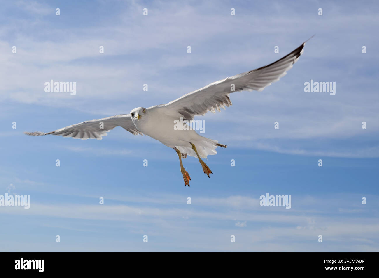 Seagull in flight Stock Photo - Alamy