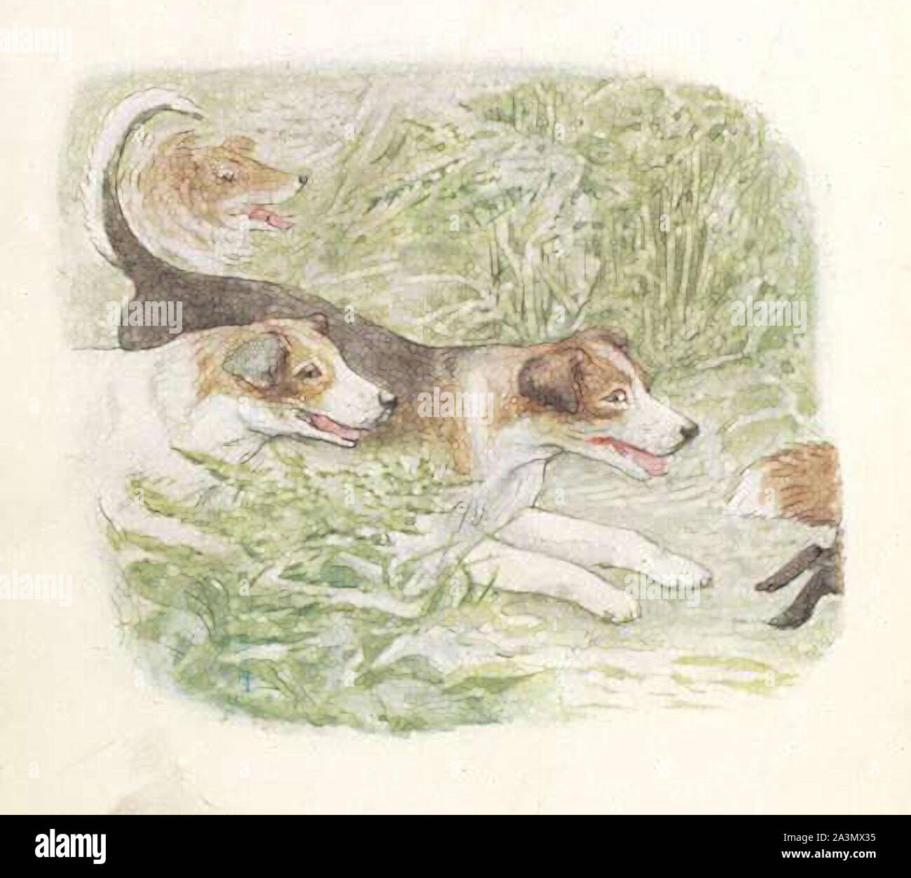 Beatrix Potter Benjamin Bunny High Resolution Stock Photography and ...