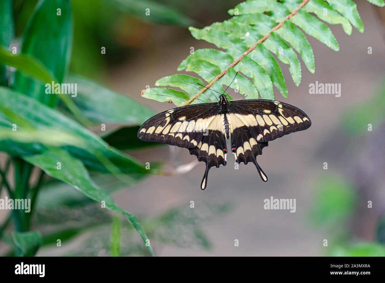 Tropical swallowtail moth hi-res stock photography and images - Alamy