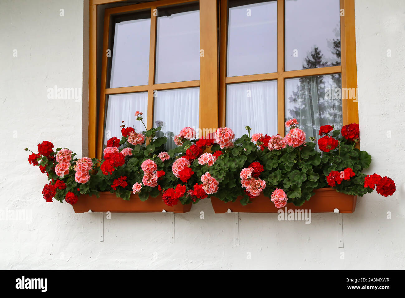 Beautiful geranium on the window of a rural house Stock Photo - Alamy
