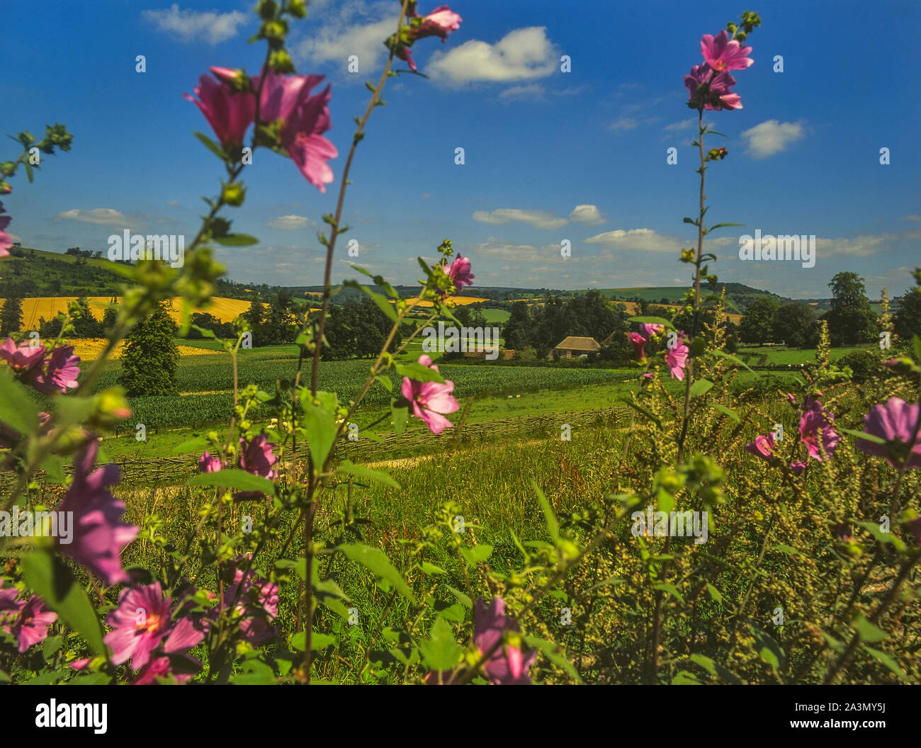 The Weald and Downland Living Museum, West Sussex, England, UK Stock ...