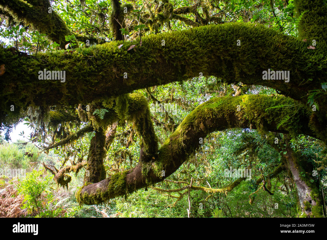 Laurissilva jurassic forest Madeira Island Portugal in the fall Stock ...