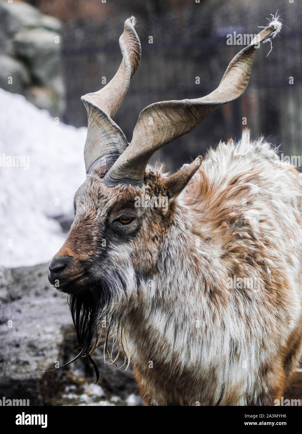 Markhor male (capra falconeri) with snow background Stock Photo - Alamy