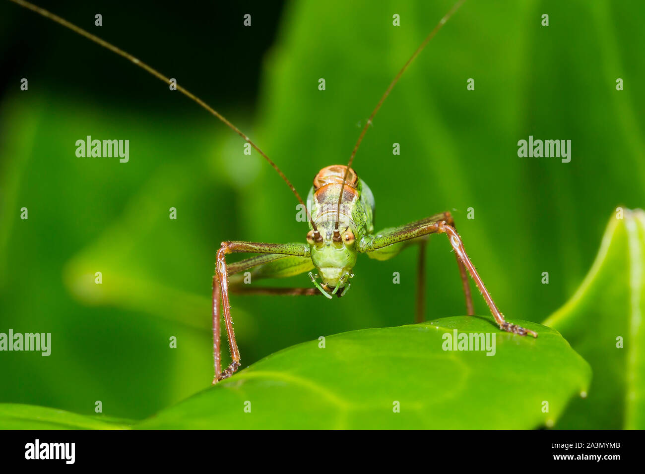 Cricket insect uk hi-res stock photography and images - Alamy