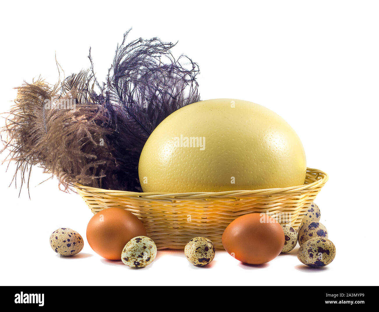 Ostrich egg and chicken egg hi-res stock photography and images - Alamy