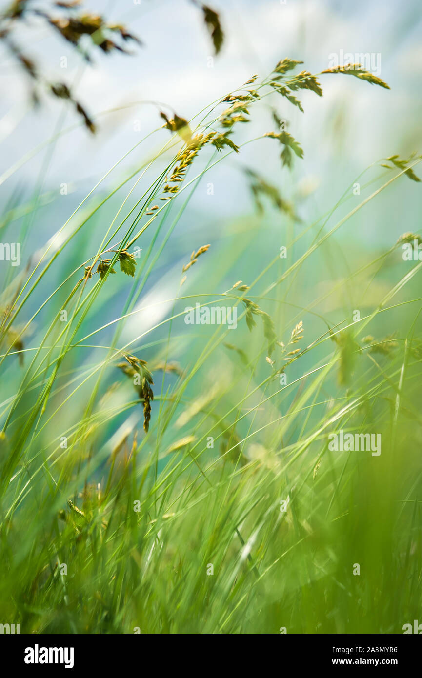 Wind blowing through the grass hi-res stock photography and images - Alamy