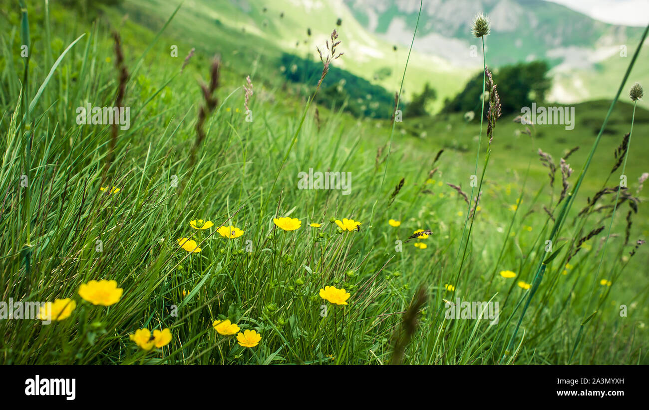 Wind blowing through flower grass at the top of mountains. Beautiful ...