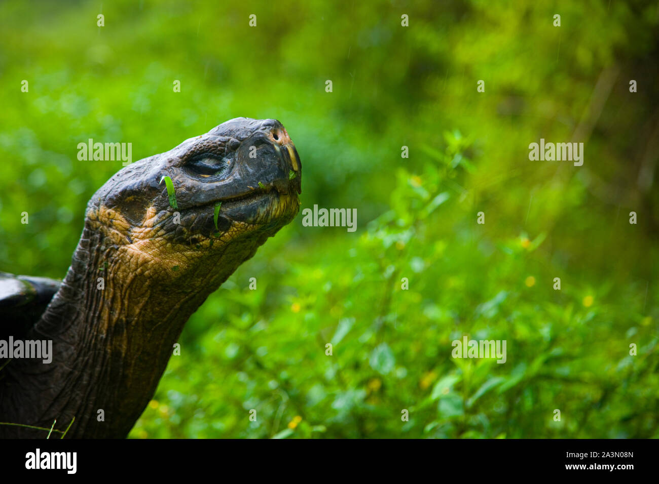 Tortuga gigante (Geochelone nigra), Reserva Natural El Chato, Finca ...