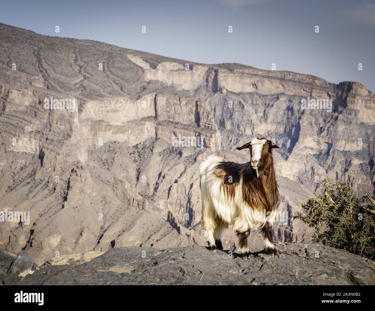 Arabian tahr or mountain goat with Wadi Ghul at Jebel Shams in Oman in ...