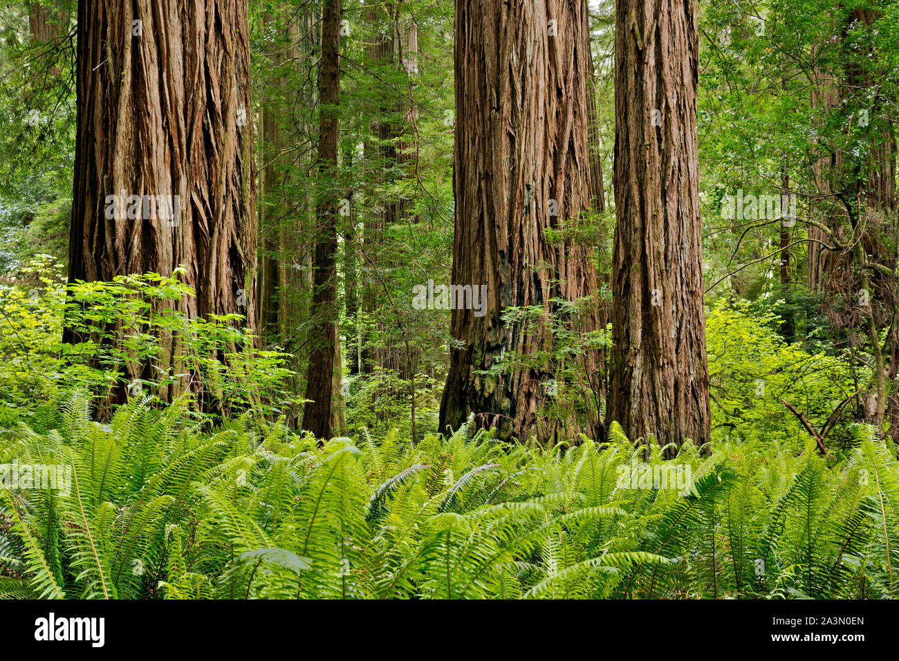 CA03641-00...CALIFORNIA - Redwood forest at Stout Grove in Jedediah ...