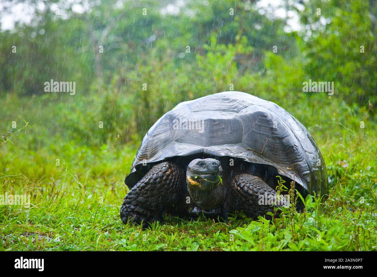 Tortuga gigante (Geochelone nigra), Reserva Natural El Chato, Finca ...