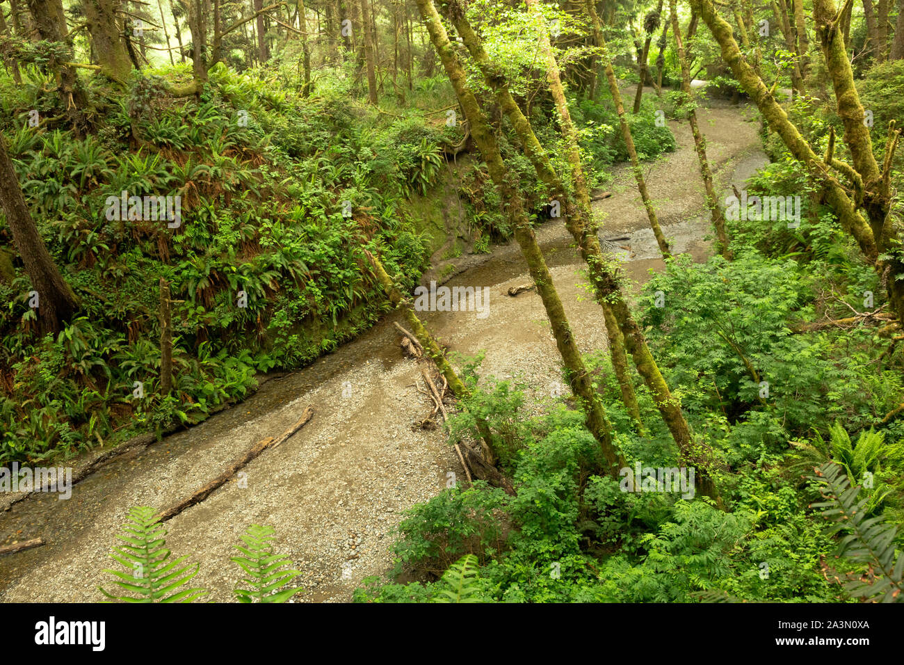 CA03646-00...CALIFORNIA - View of the entrance to Fern Canyon from the ...