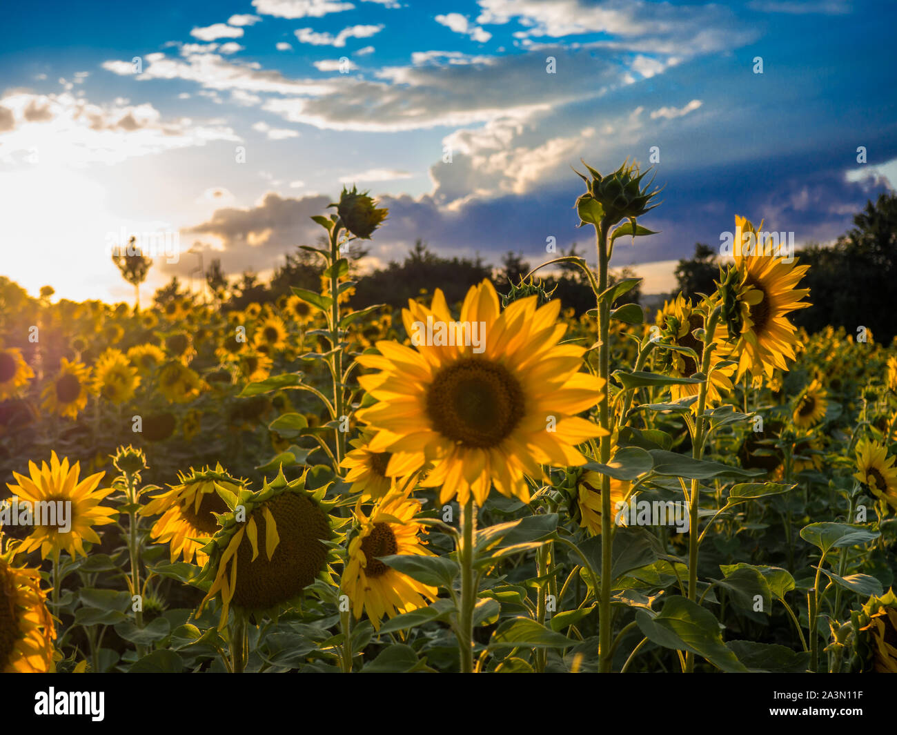 Sunflower map hi-res stock photography and images - Alamy