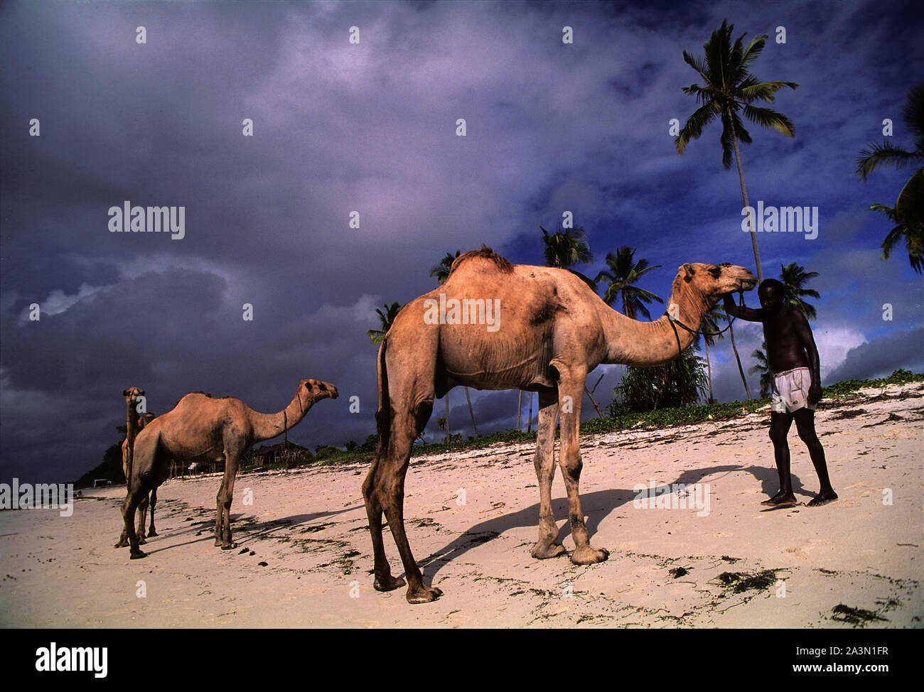 Somali tribesmen taking their camels for a bath on the ocean at Diani ...