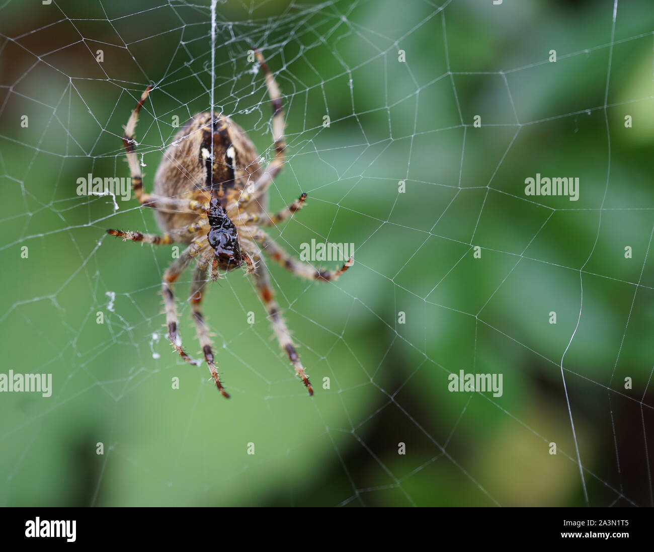 Spider hanging from web hi-res stock photography and images - Alamy