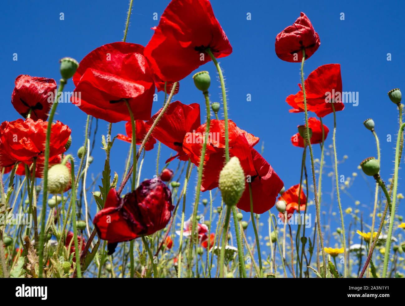 Wild Red Poppy's under a Blue sky Stock Photo - Alamy
