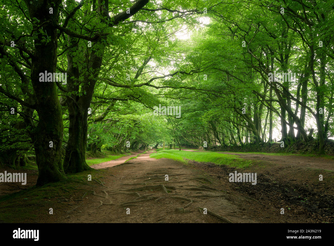 Beech trees in summer lining Drove Road in the Quantock Hills, Somerset ...