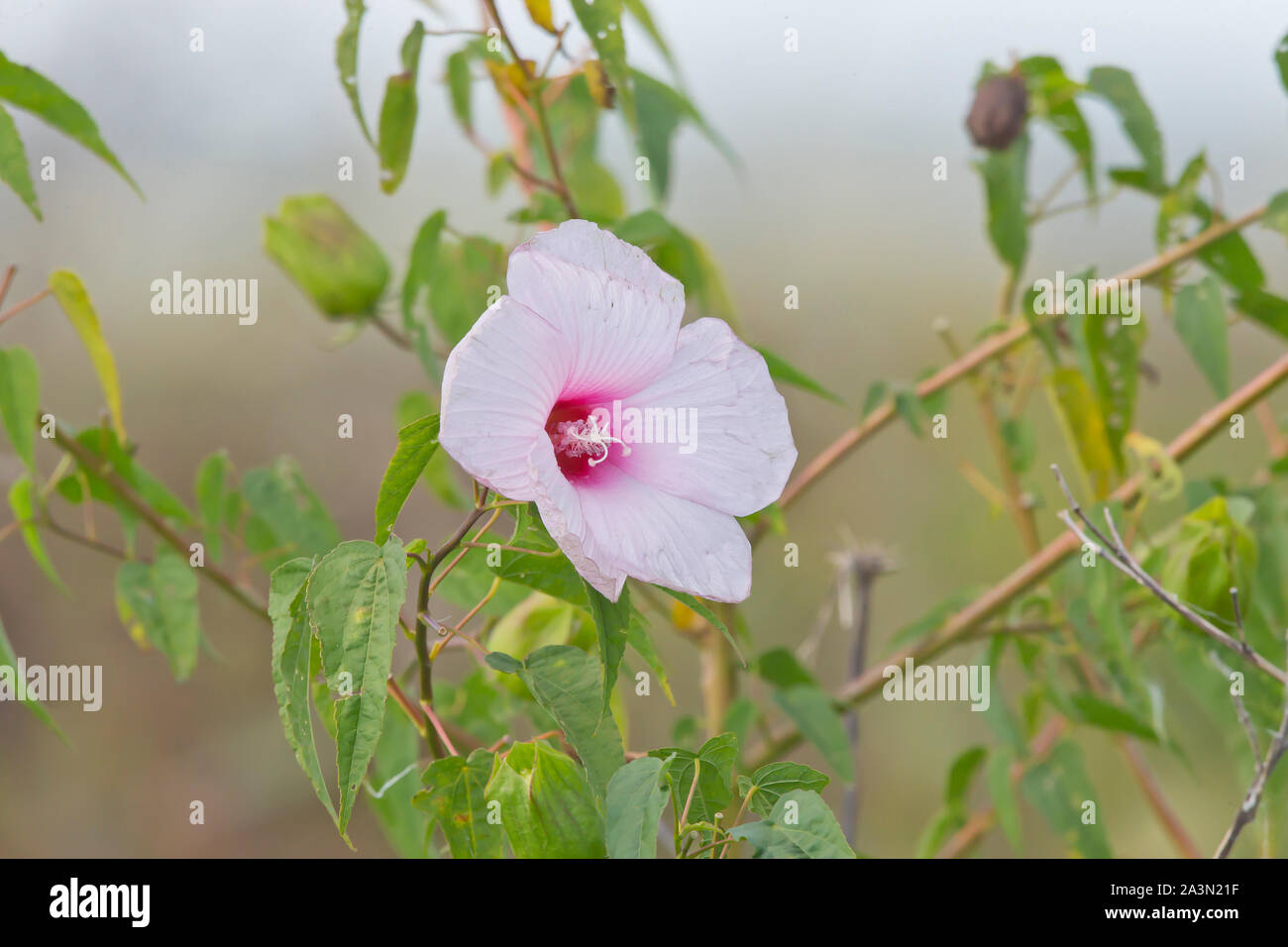 Halberd Leaf High Resolution Stock Photography and Images - Alamy