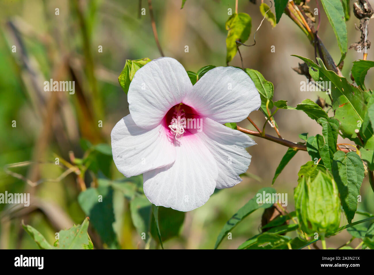 Halberd Leaf High Resolution Stock Photography and Images - Alamy