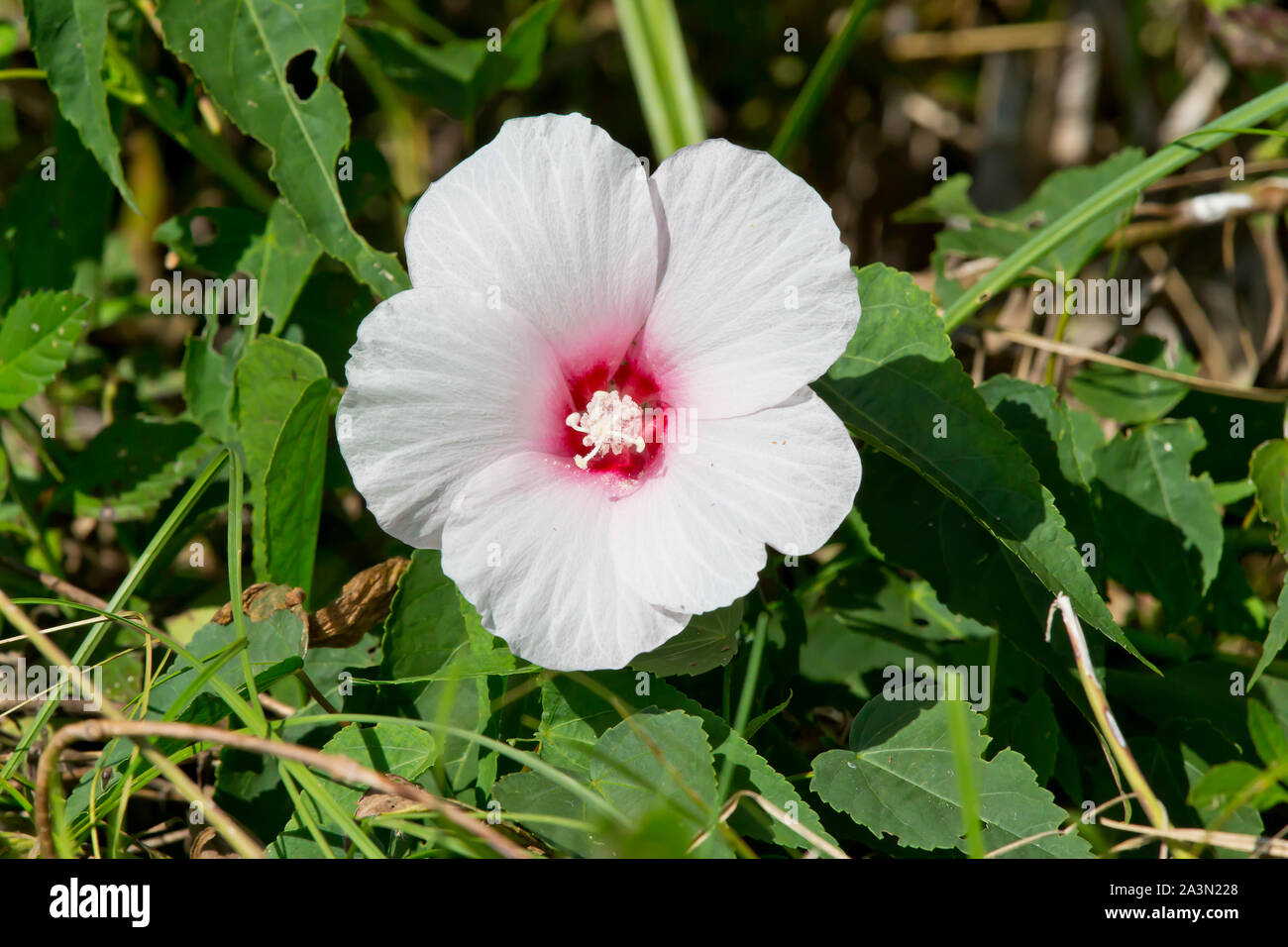 Halberd Leaf High Resolution Stock Photography and Images - Alamy