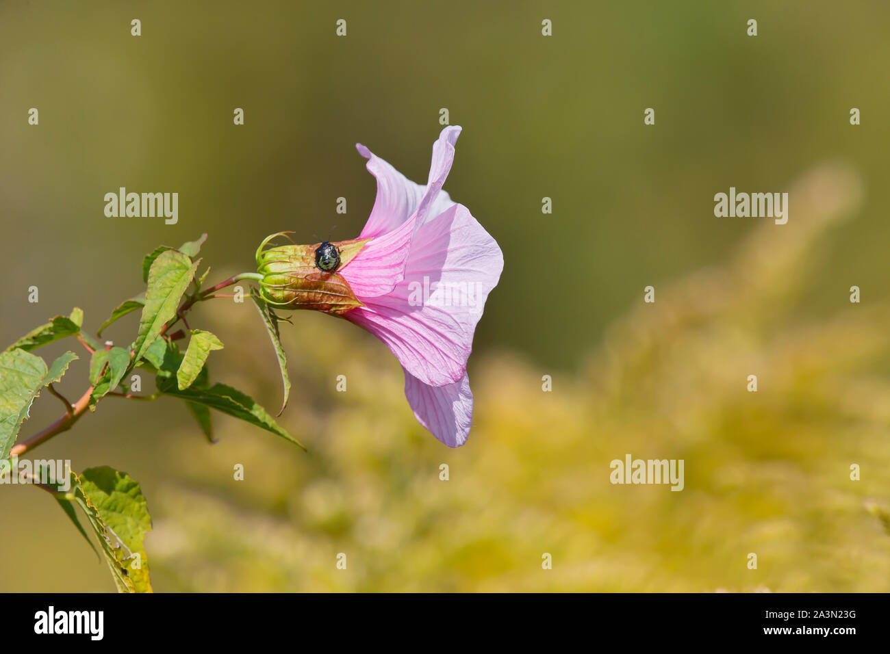 Halberd Leaf High Resolution Stock Photography and Images - Alamy