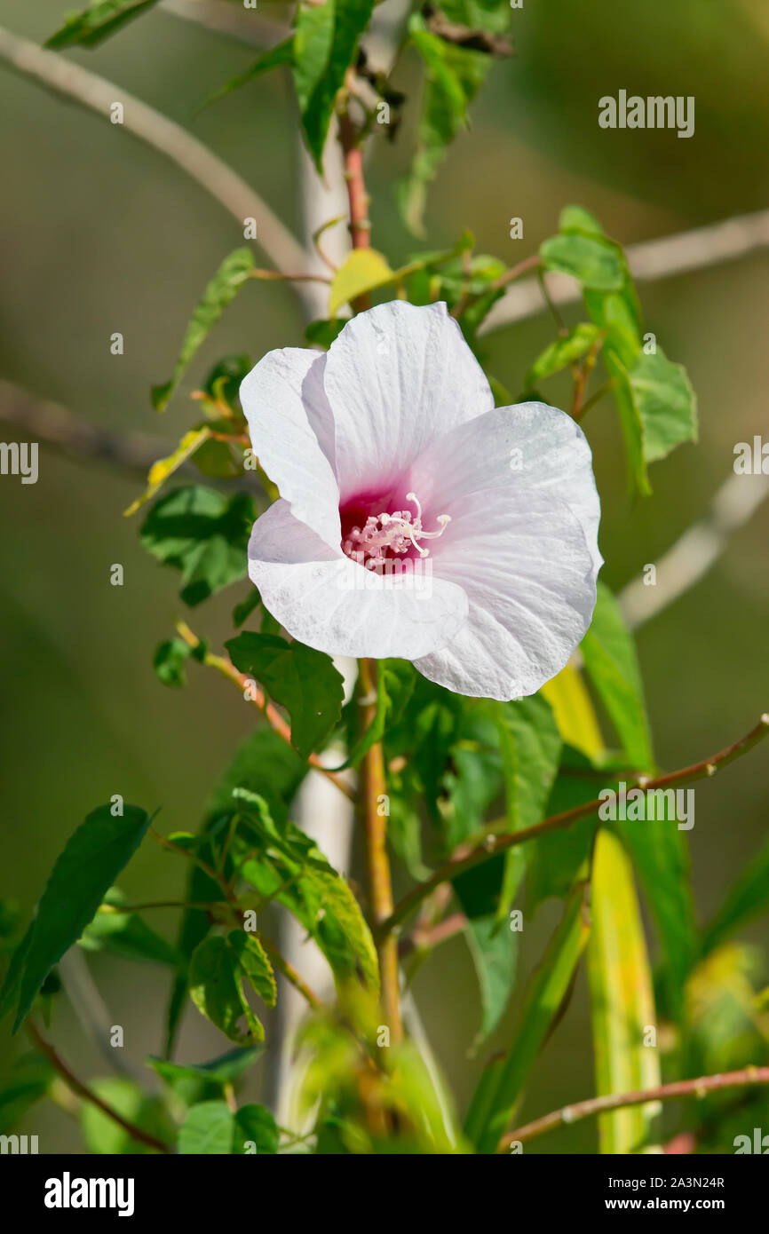 Halberd Leaf High Resolution Stock Photography and Images - Alamy
