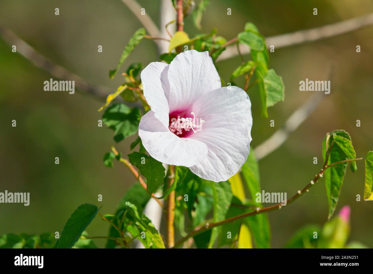 Halberd Leaf High Resolution Stock Photography and Images - Alamy