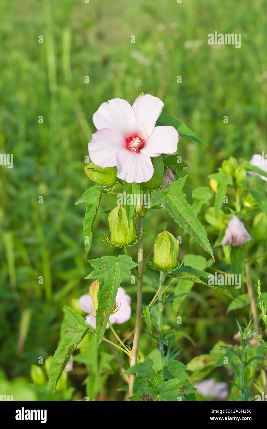 Halberd Leaf High Resolution Stock Photography and Images - Alamy