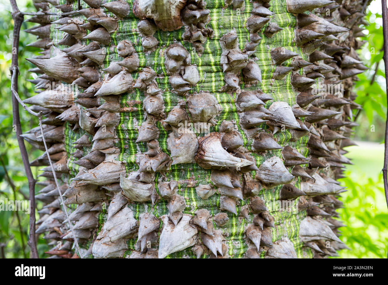 Kapok tree thorns hi-res stock photography and images - Alamy