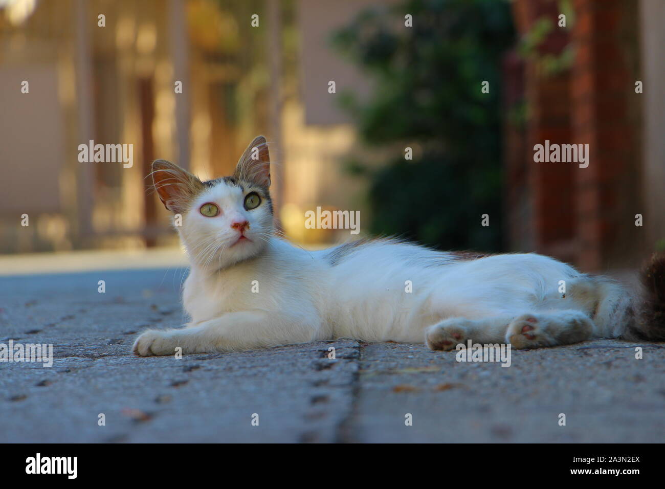 Domestic stray hi-res stock photography and images - Alamy