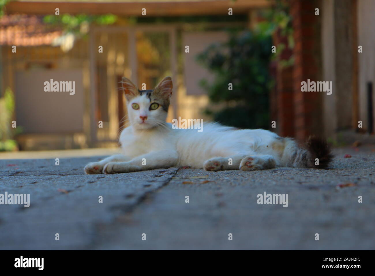Domestic stray hi-res stock photography and images - Alamy